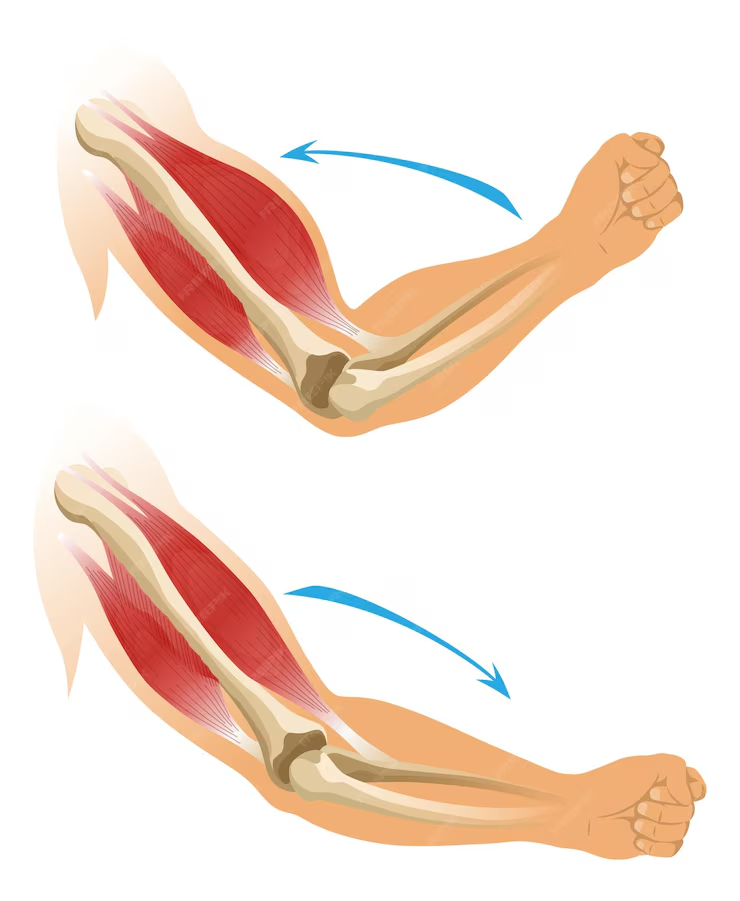 Manual Muscle Testing (MMT) Grading Scale - Study Topic Overview - Pass ...